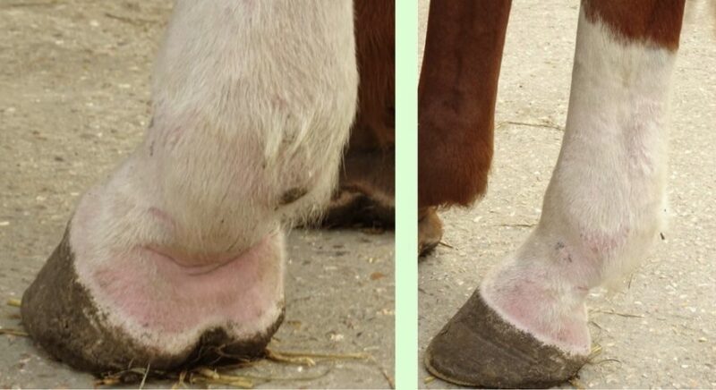 Gale de boue chez le cheval : Symptômes et Traitements